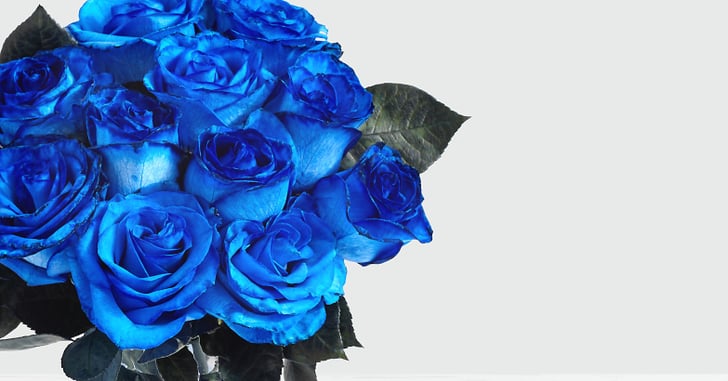 Blue Moon Roses | Best Flowers and Plants For Mother's Day Gifts ...