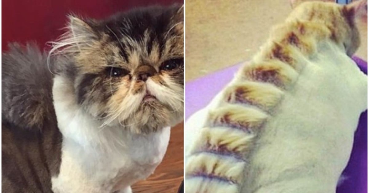 People Giving Cats Dinosaur Haircuts | POPSUGAR Family
