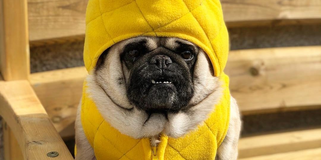 This Pug Rescue Has an Instagram Account That Will Melt You | PS Pets