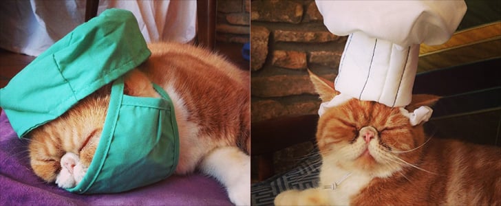 Meet Colonel Handsome Mustard the Cat | POPSUGAR Pets