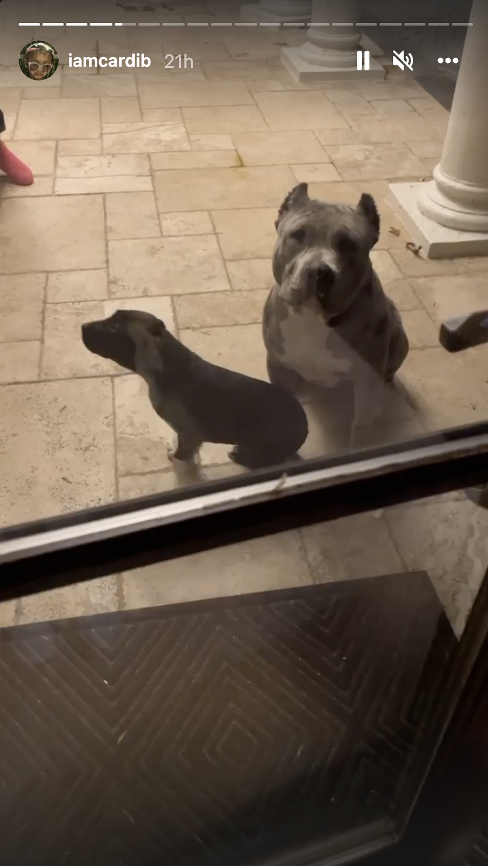 Cardi B and Offset Welcome Their New Pitbull Puppy | PS UK Beauty