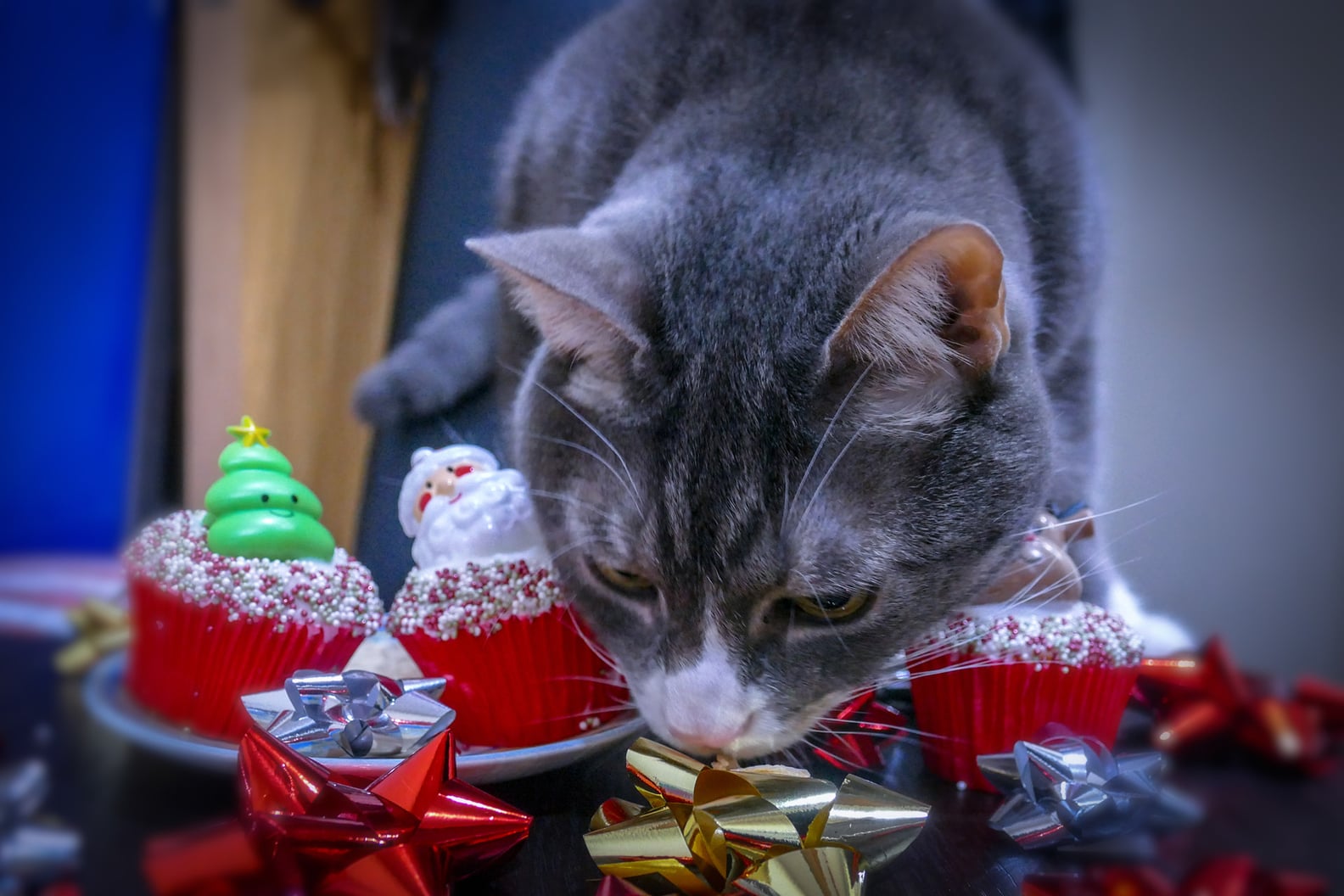 Photos of Man Eating Meals With His Cat | POPSUGAR Pets