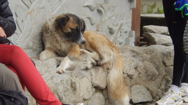 Street Dogs in Peru | PS Pets