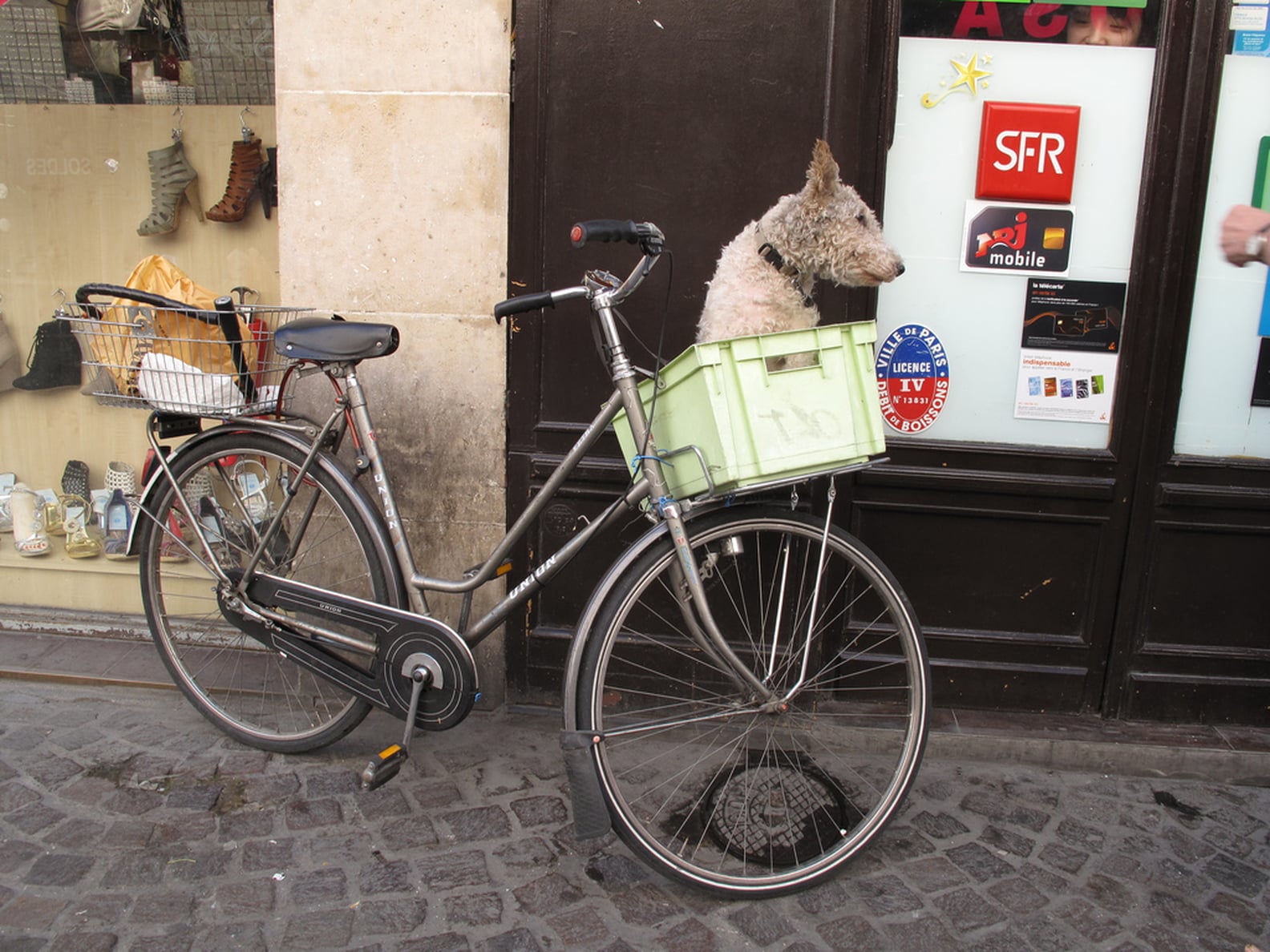 Bicycle Riding With Dogs | PS Pets
