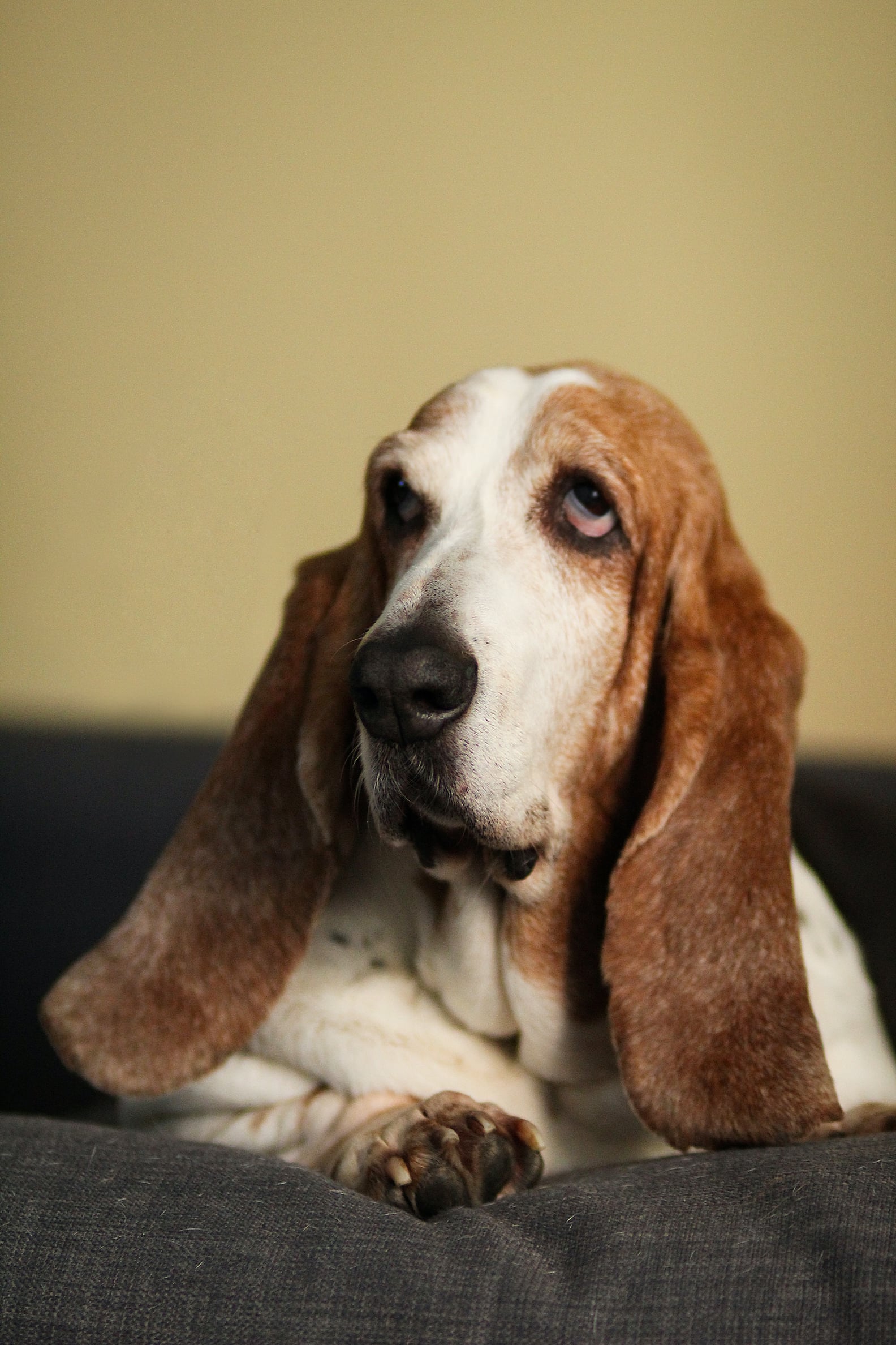Photos of Common Ear Shapes For Dogs and Puppies | PS Pets