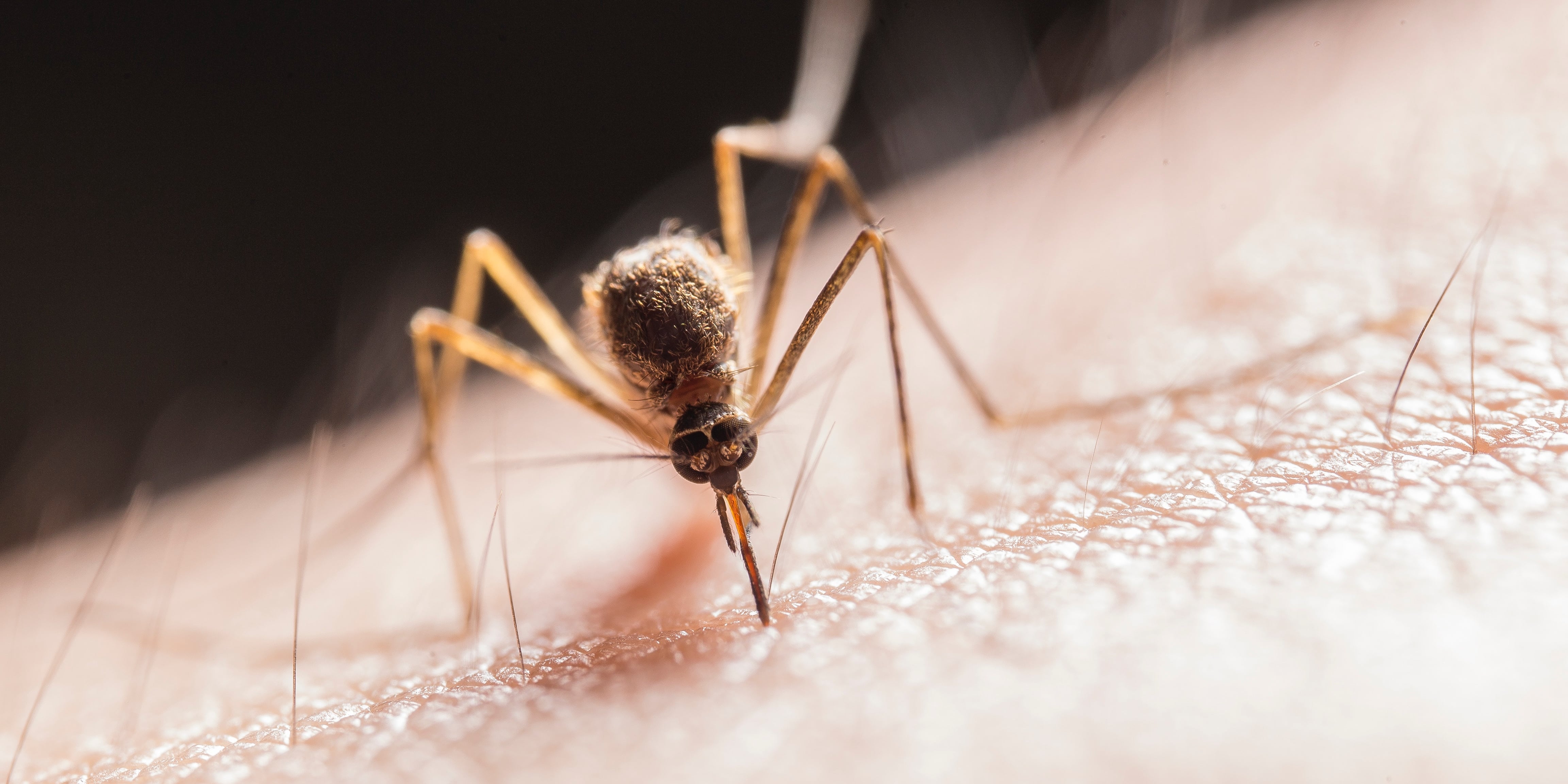 What Causes Malaria? Plus Symptoms and Treatment Options | PS Fitness