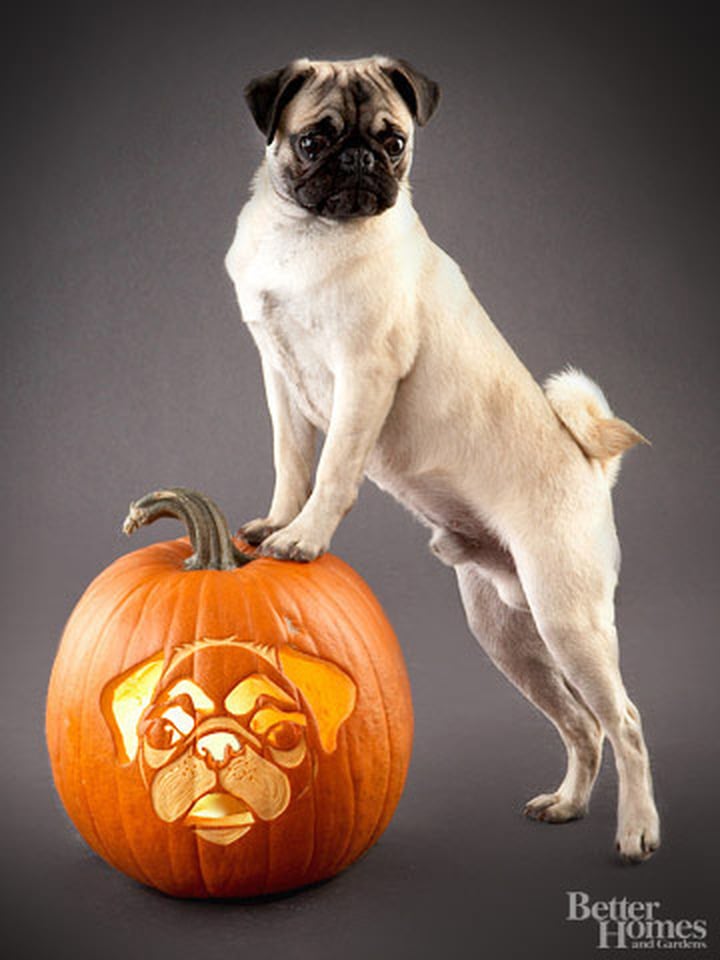 Downloadable Dog Breed Pumpkin Stencils | PS Pets