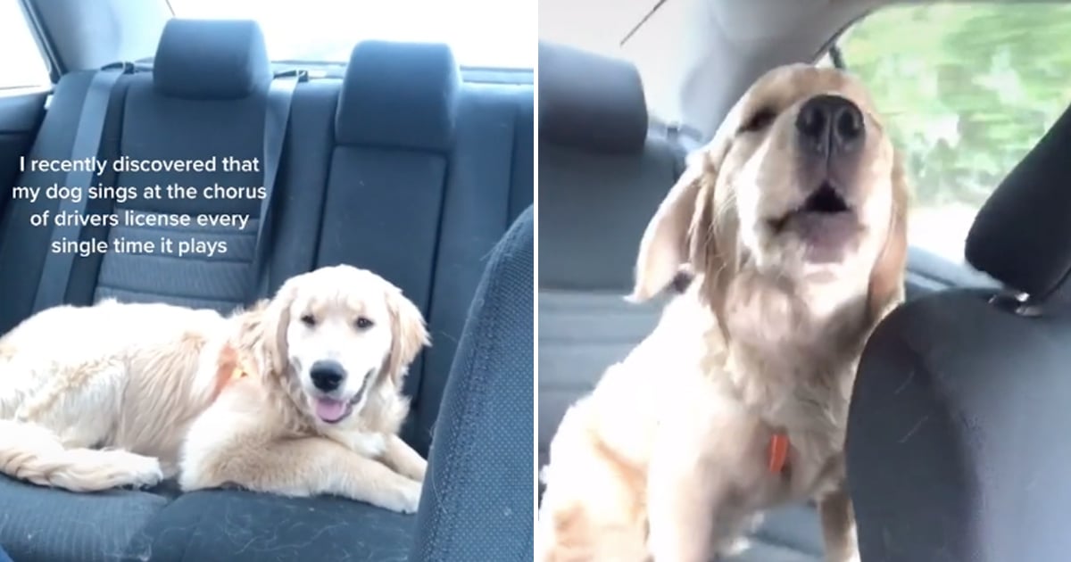 TikTok of Dog Singing to Olivia Rodrigo's "Drivers License" | POPSUGAR Pets