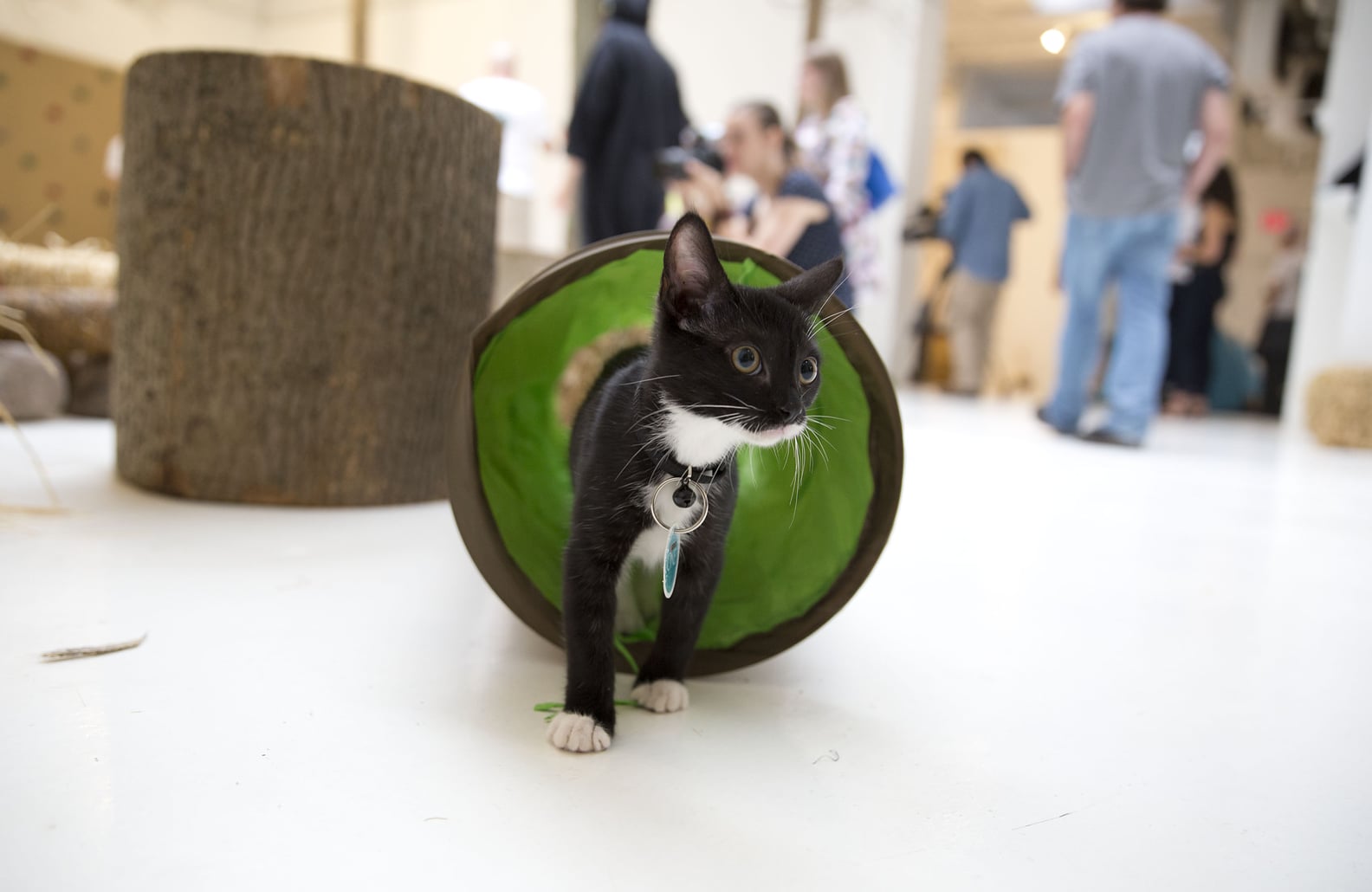 Purina ONE Cat Camp | POPSUGAR Pets