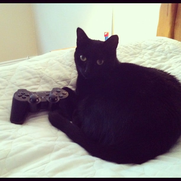 Cats Playing Video Games | POPSUGAR Tech
