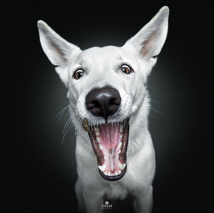 Dogs Catching Treats Photo Series | POPSUGAR UK Parenting Photo 46