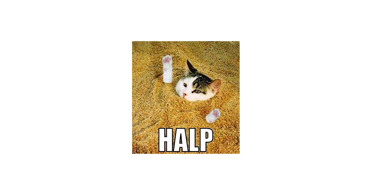 Halp | Funny cats gallery Photo 4