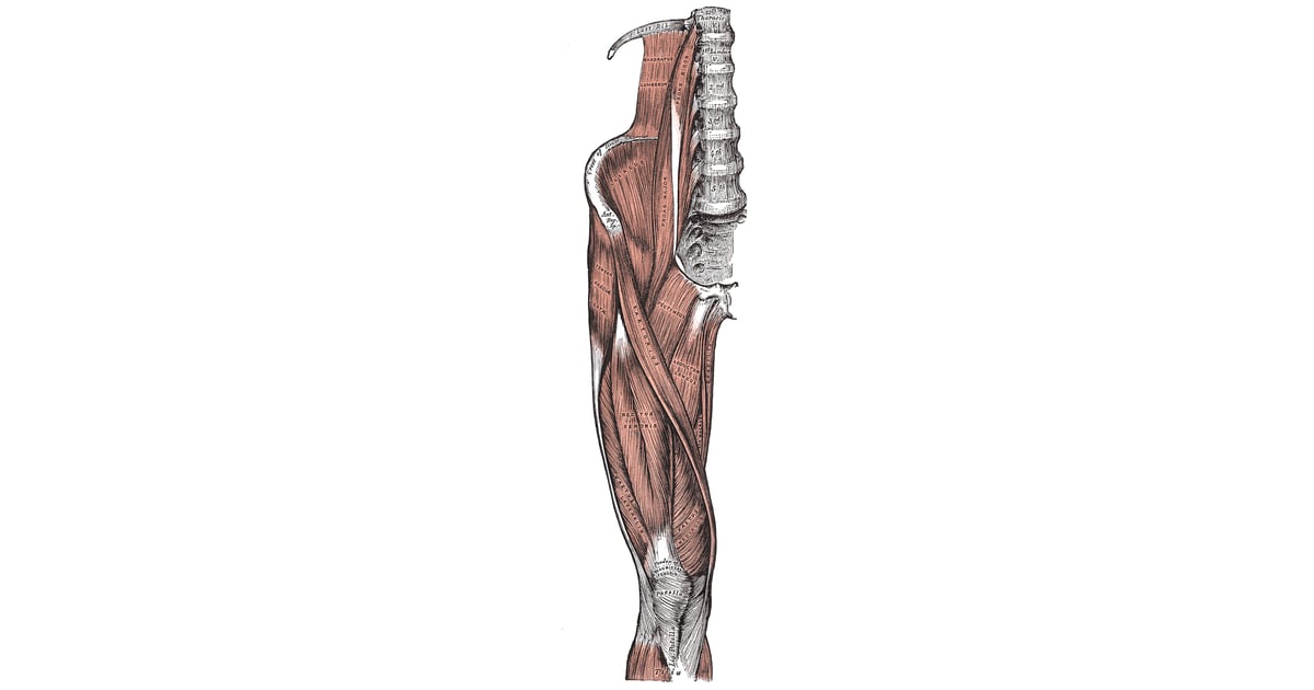 Hip Flexors | POPSUGAR Fitness