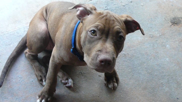 Pit Bull Doing Cartwheels | POPSUGAR Pets