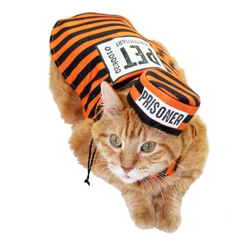 Best Target Pet Halloween Costumes 2018 | POPSUGAR Family