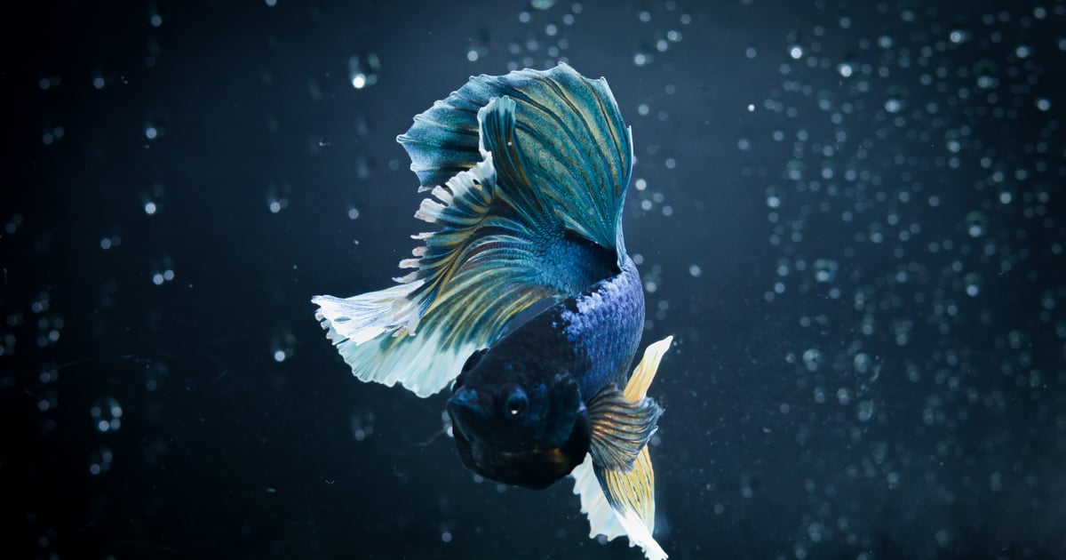 Is It Normal for Betta Fish to Lose Their Fins? | POPSUGAR Pets