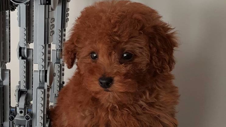 Jacob Tremblay's Dog, Rey | PS Pets