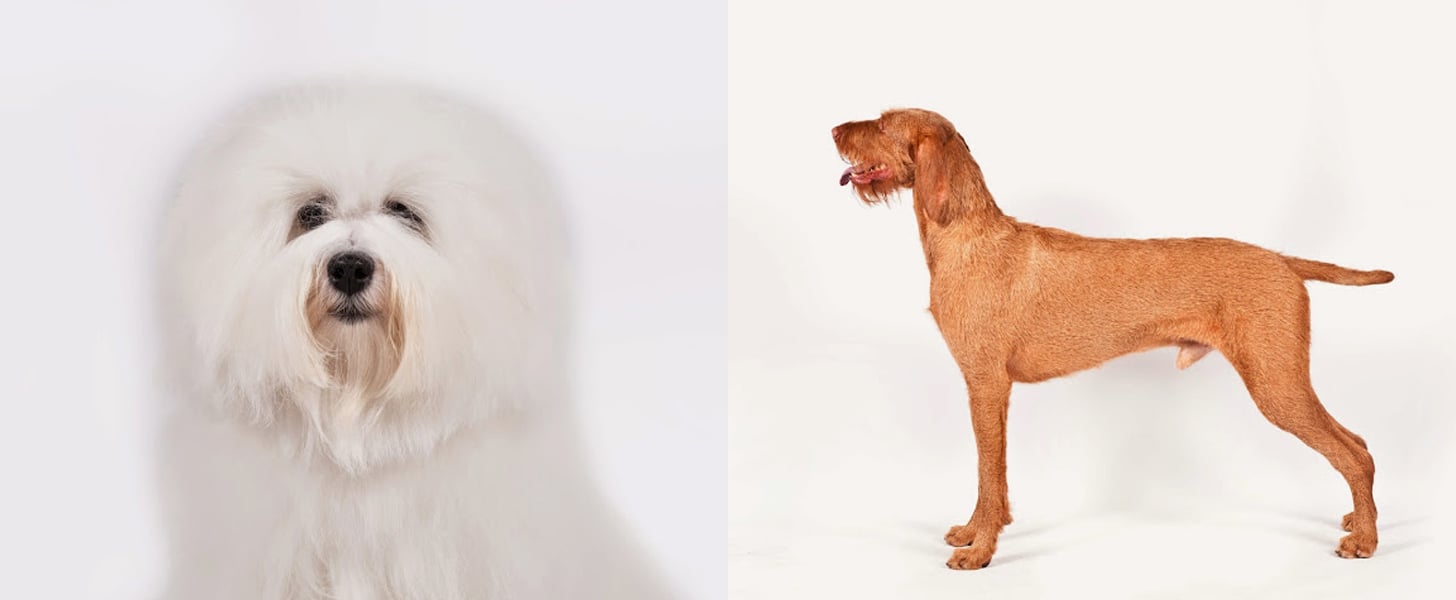 AKC Recognizes Two New Breeds | PS Pets