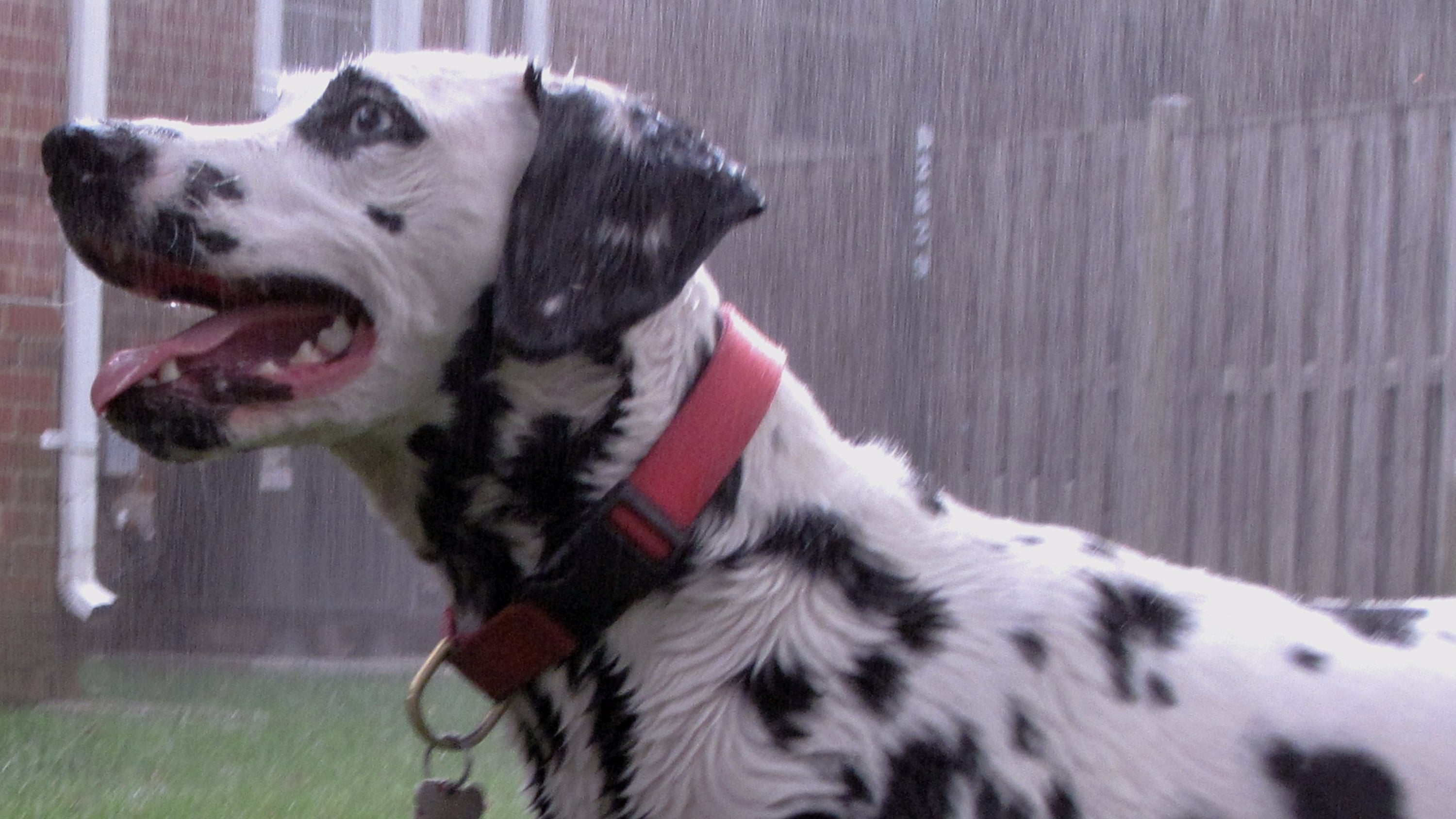 Disaster Preparedness With Pets | PS Pets