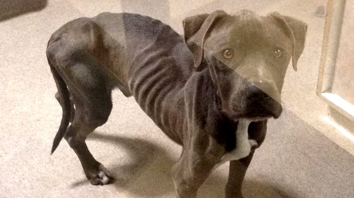 Starving Dog Rescued | Video | POPSUGAR Pets