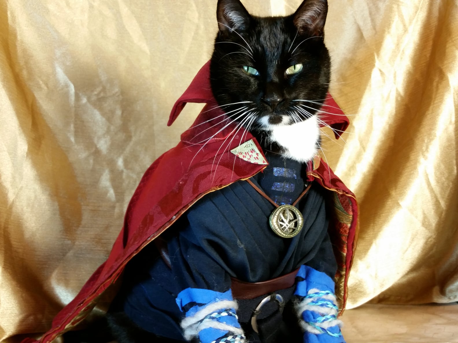 Cats Cosplaying as Famous TV and Movie Characters Photos | PS Pets