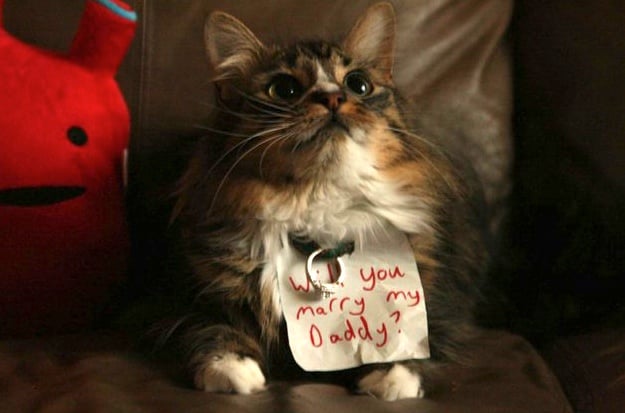 Kitten Proposal Pictures | POPSUGAR Love & Sex