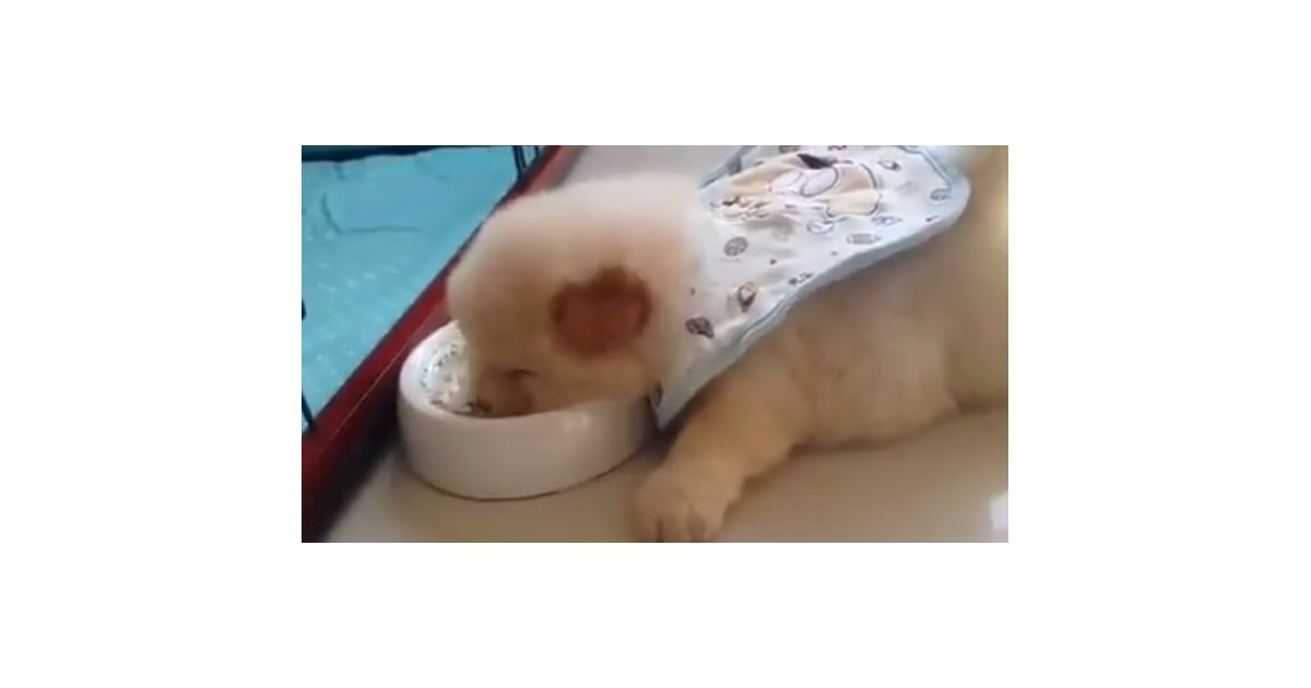Lazy Dog Eating Video | POPSUGAR Tech
