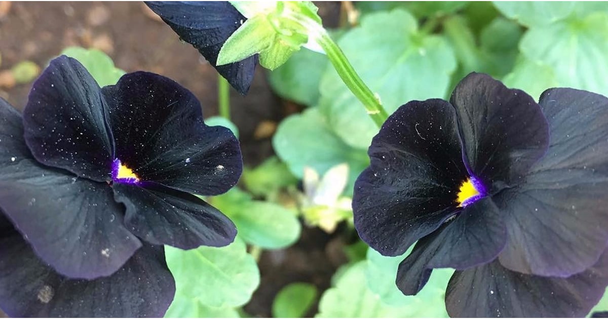 Black Flowers | POPSUGAR Home