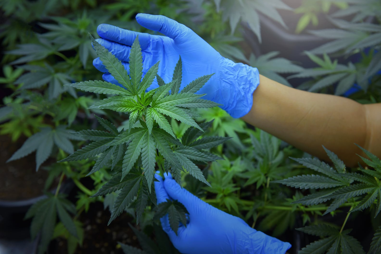 Marijuana: House Votes to Decriminalize Marijuana in the US | POPSUGAR ...