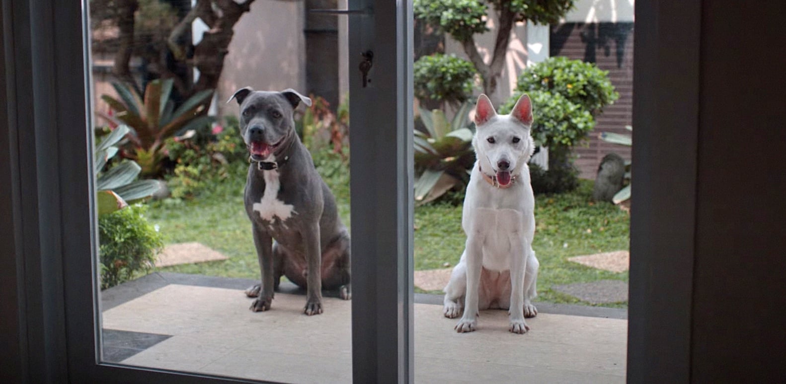 Dog Movies on Netflix | PS Entertainment