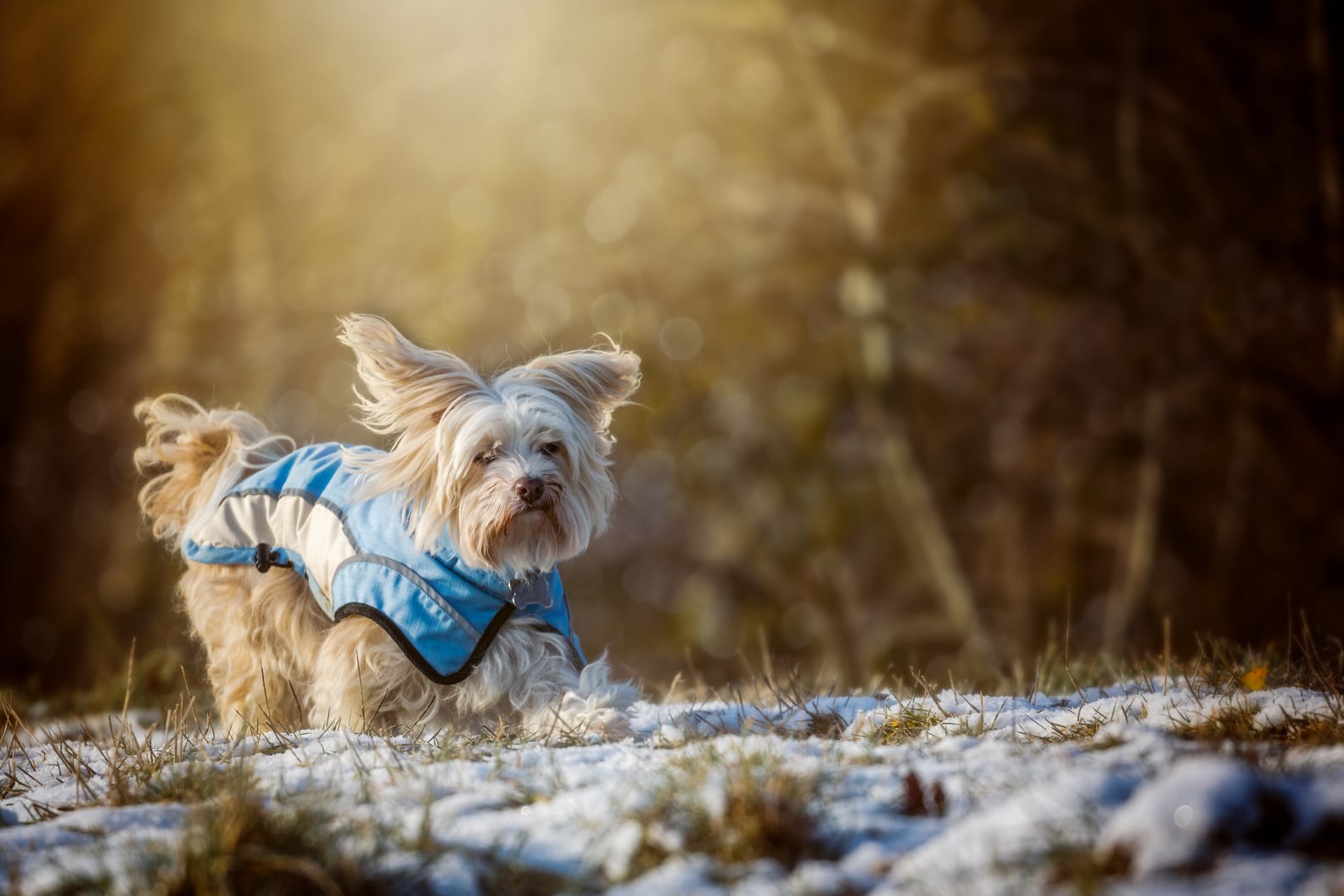 Cute Photos of Dogs in the Winter | PS Pets