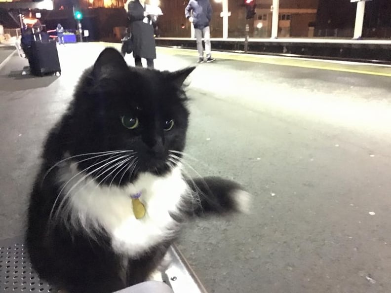 Train Station Cat | PS Pets