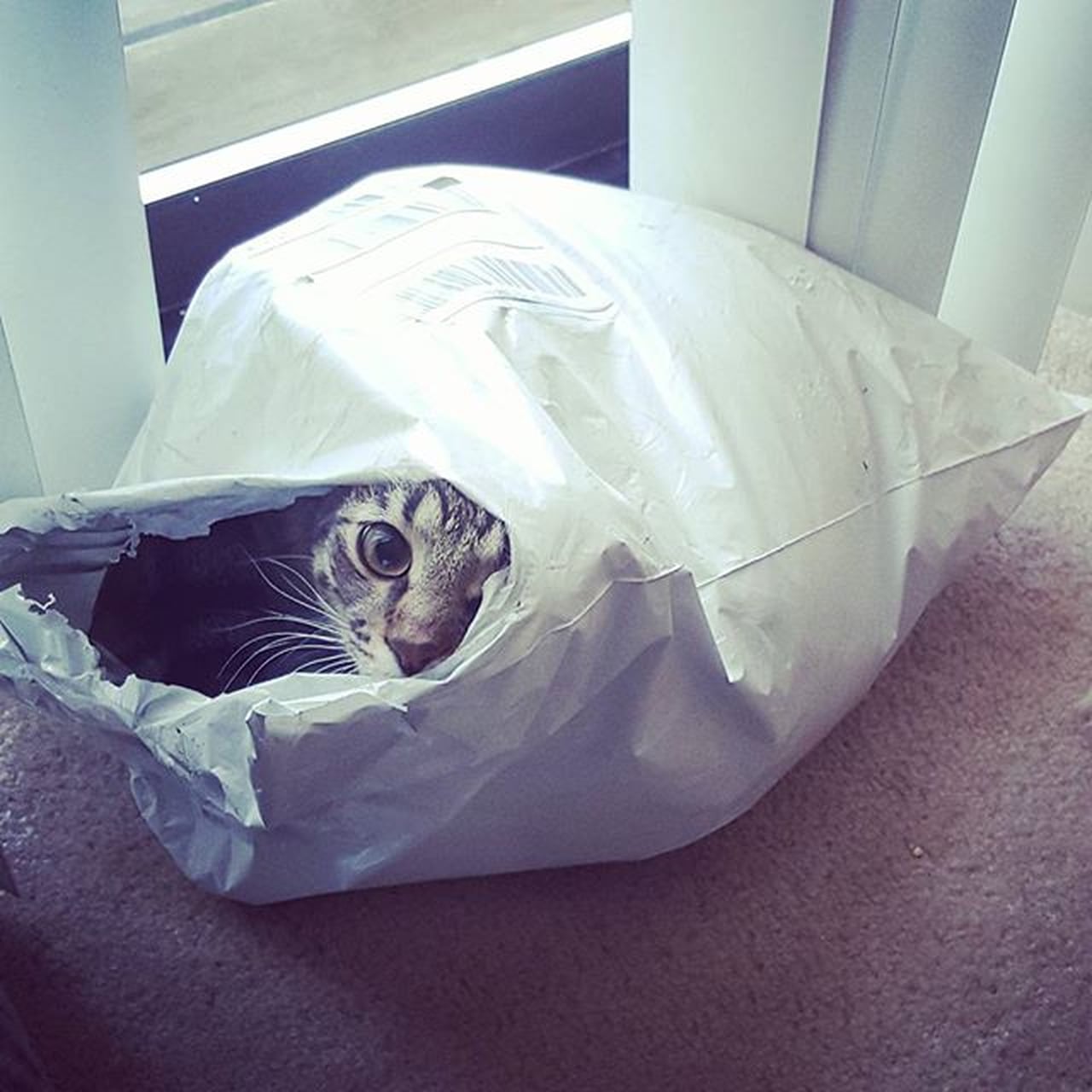 Cats Sitting Inside Things | If I Fits, I Sits | POPSUGAR Pets
