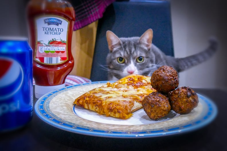 Photos of Man Eating Meals With His Cat | POPSUGAR Pets