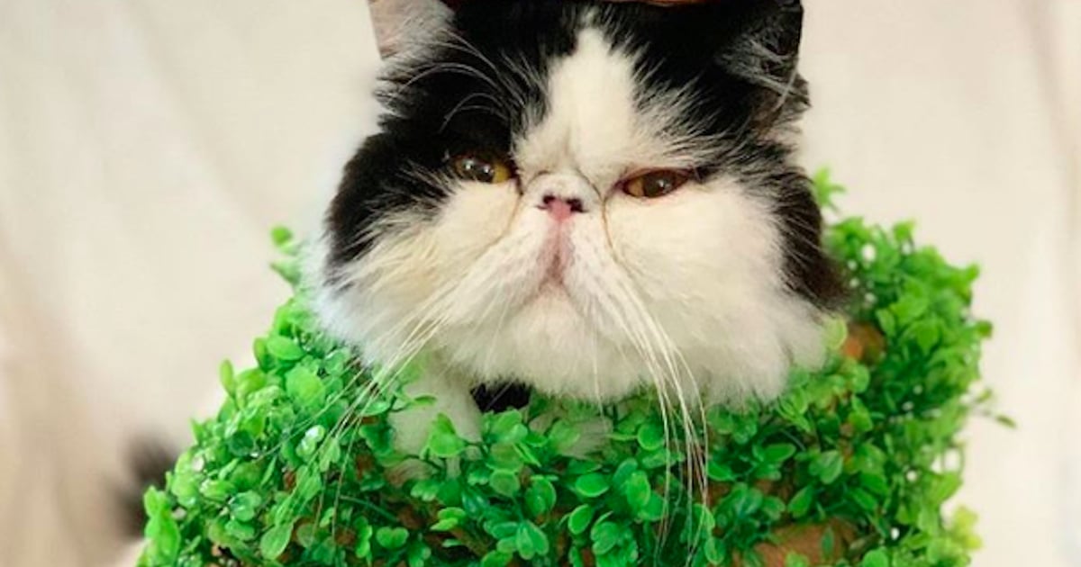 Cat Dressed as a Chia Pet For Halloween | PS UK Pets