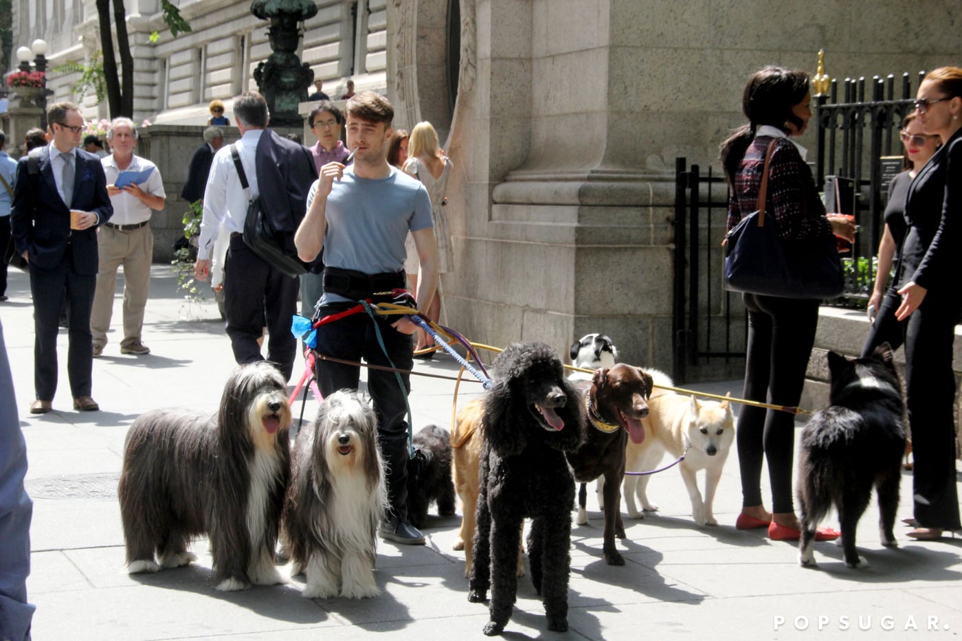 Daniel Radcliffe With Dogs on the Set of Trainwreck | PS Celebrity