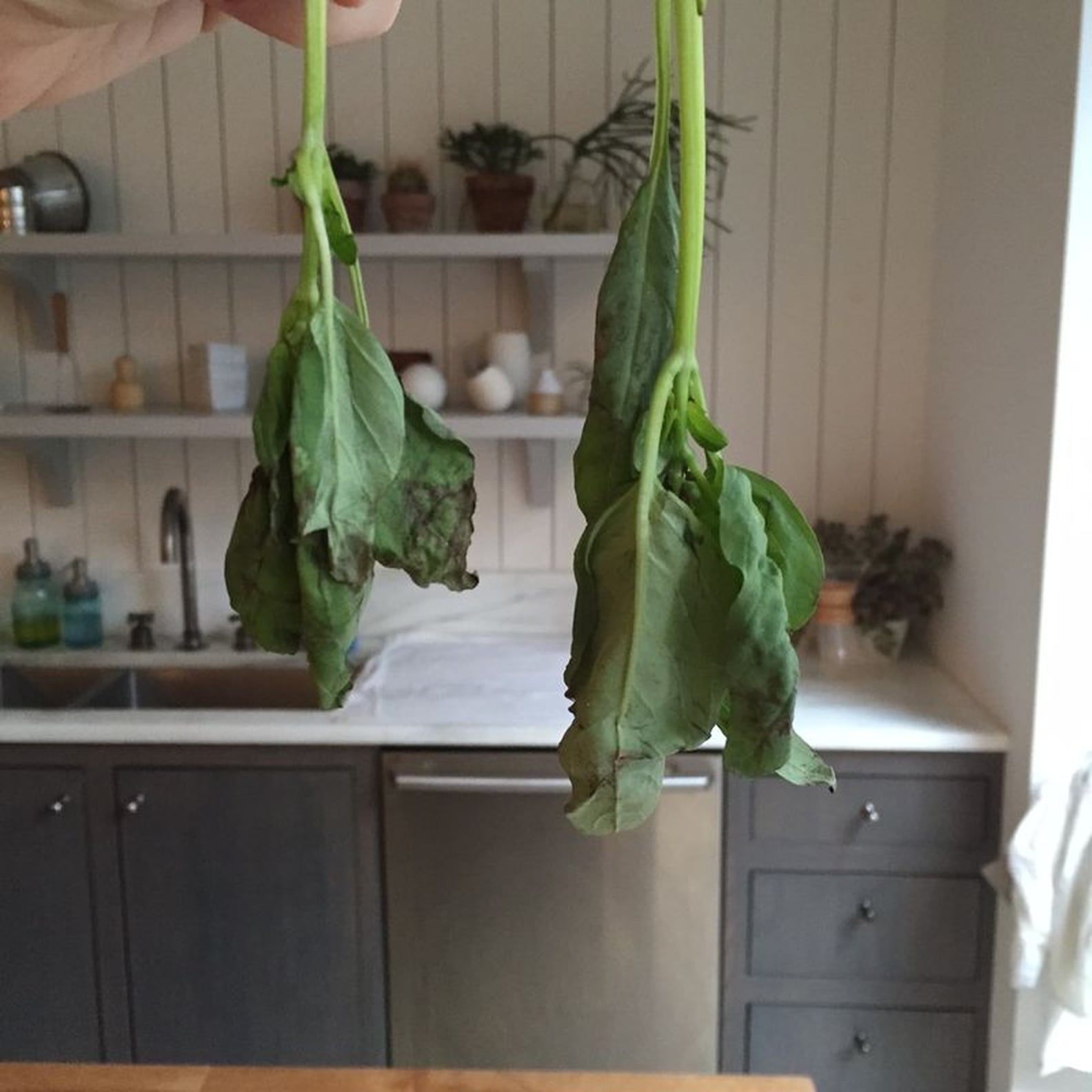 How to Bring Back Wilted Herbs | POPSUGAR Food