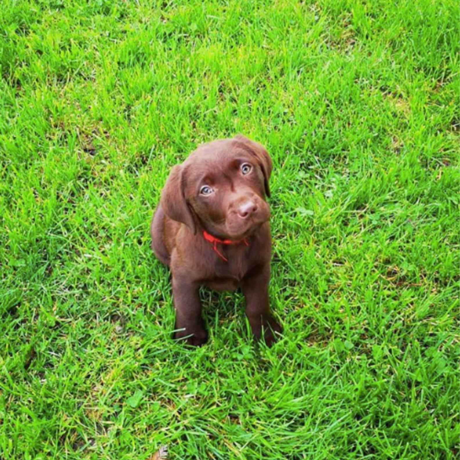 Cute Photos of Labrador Retriever Puppies | PS Family