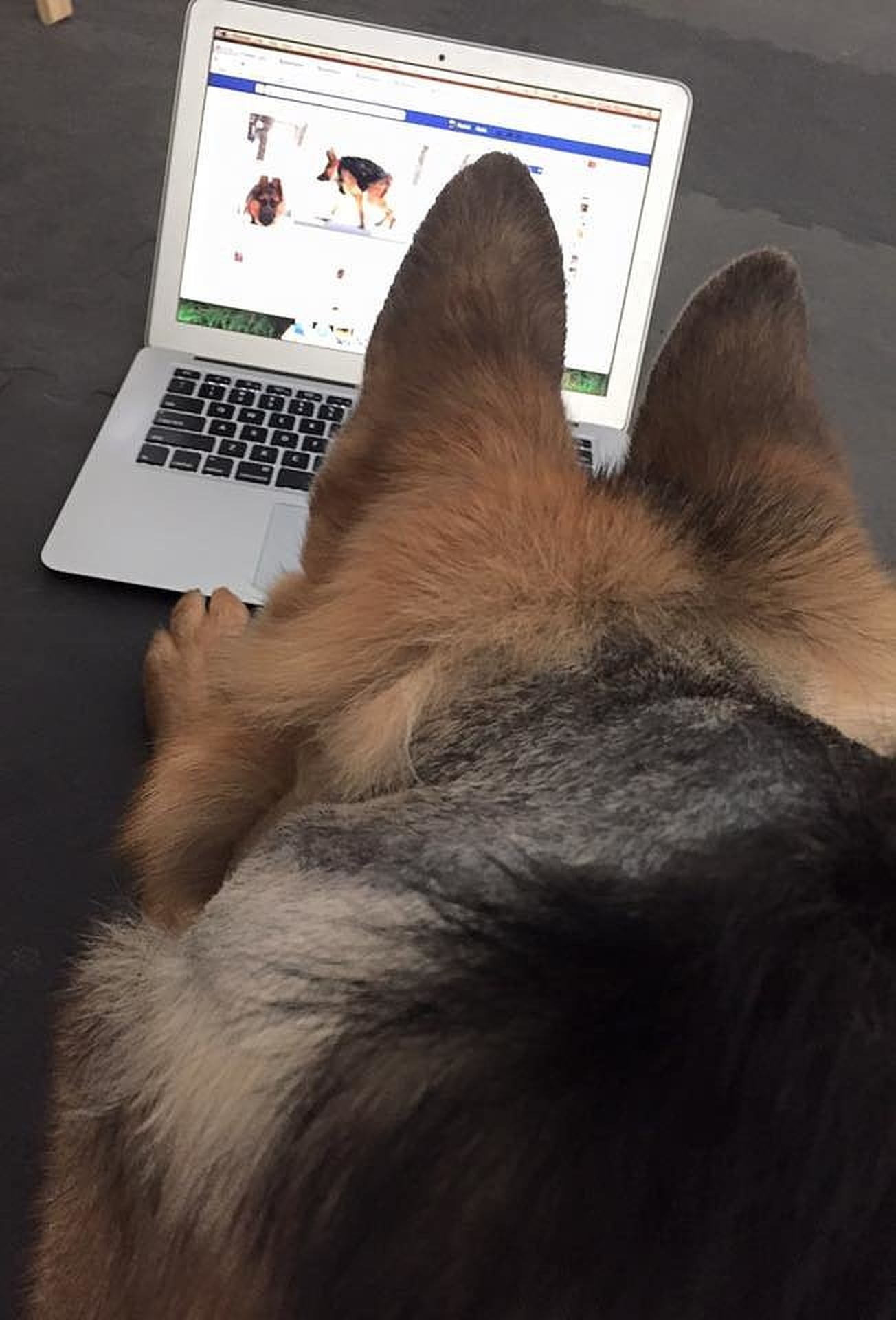 Quasi the Short Spine Dog | PS Pets