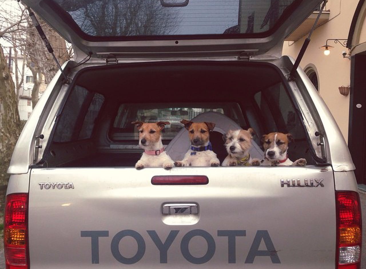 Spring Break Dogs | PS Pets