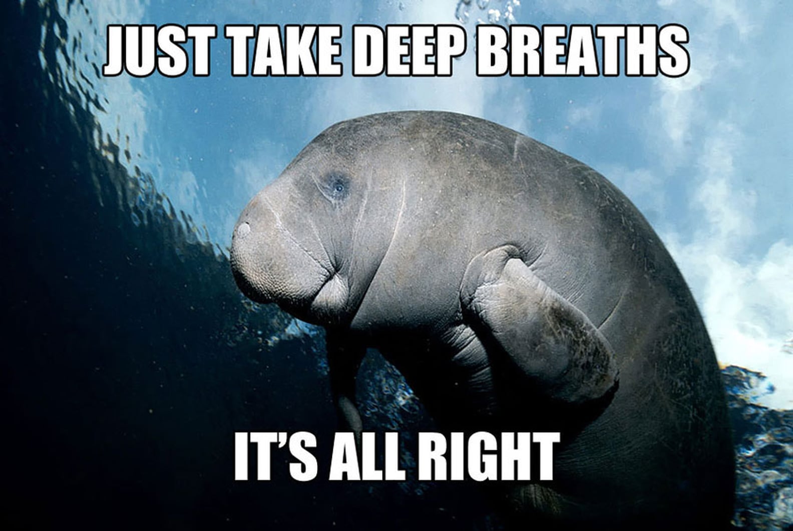 Calming Manatee Memes | POPSUGAR Tech