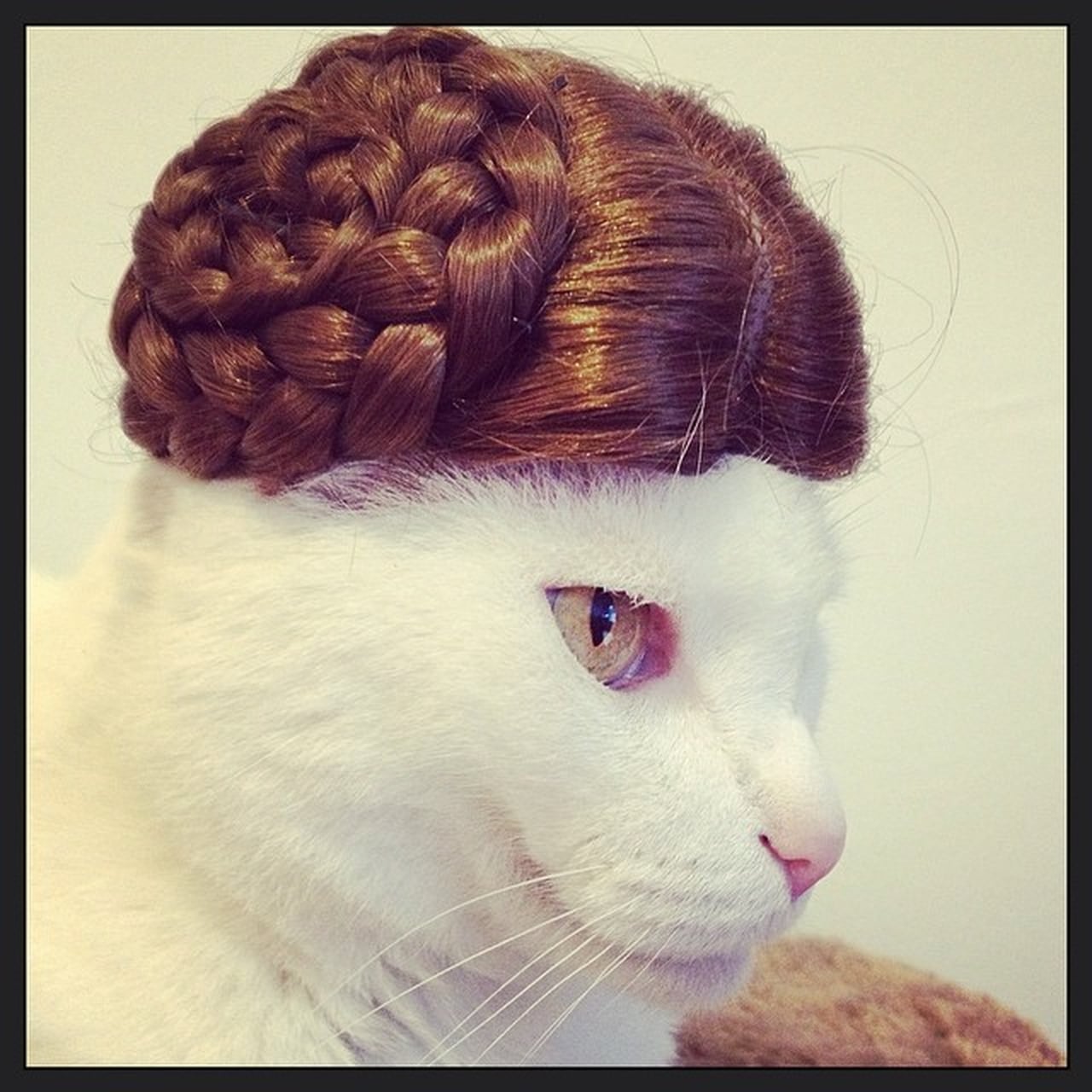 Cats Wearing Wigs | PS Pets