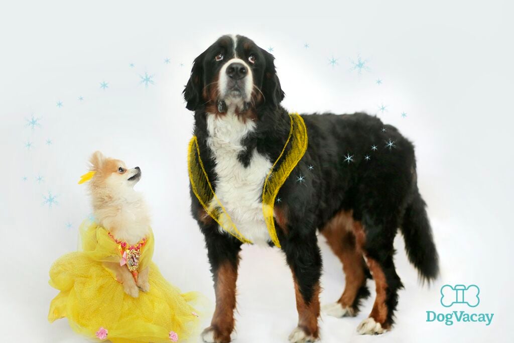 Dogs Dressed as Disney Princesses | POPSUGAR Pets Photo 13