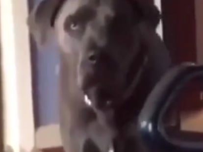 Funny Videos of Pit Bulls | POPSUGAR Pets