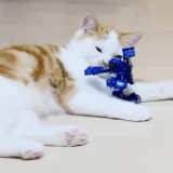 Funny Cat GIFs | POPSUGAR Tech