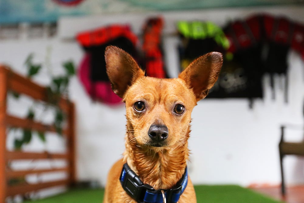 Pictures of Dogs Swimming | Finding Fido | POPSUGAR Pets