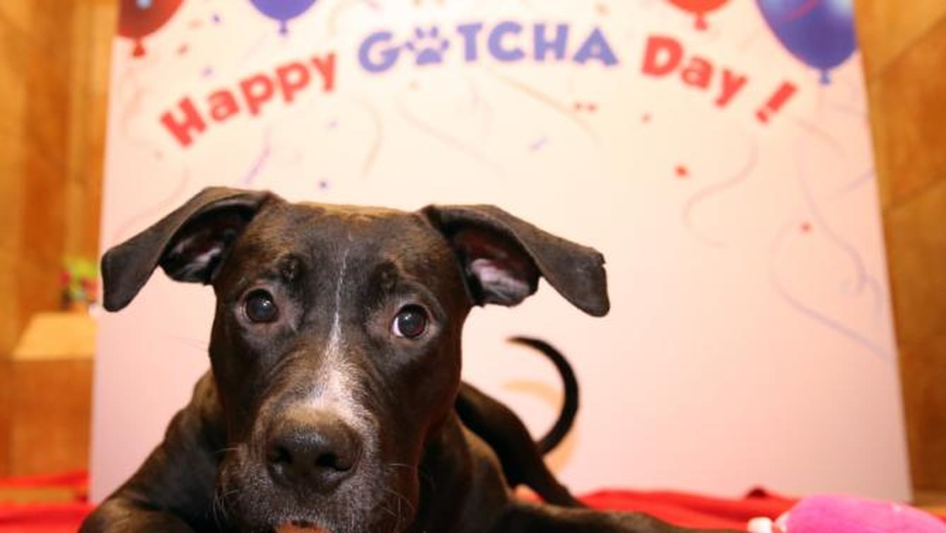 Gotcha Day For Adopted Pets | PS Pets