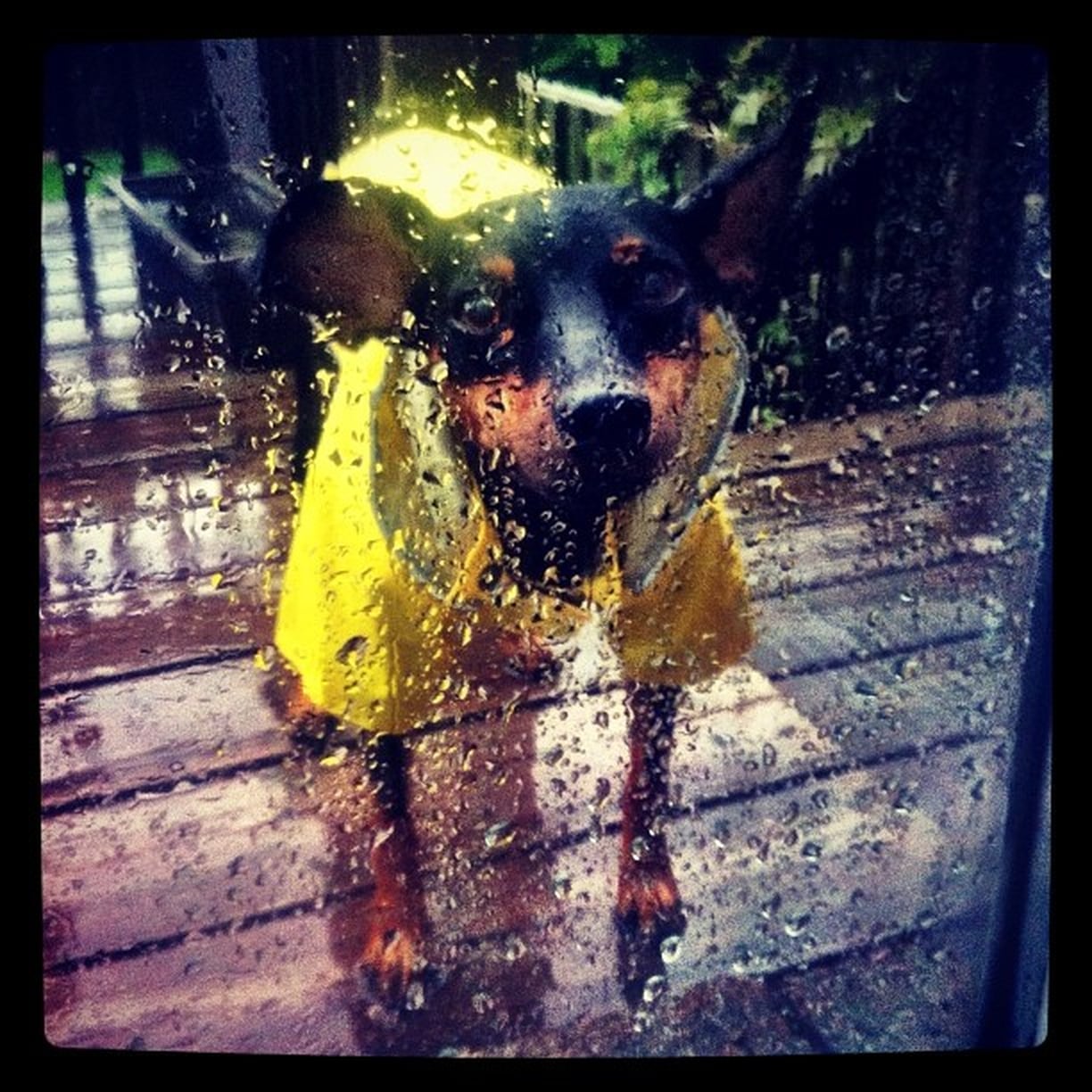 Cute Dogs in Raincoats | POPSUGAR Pets
