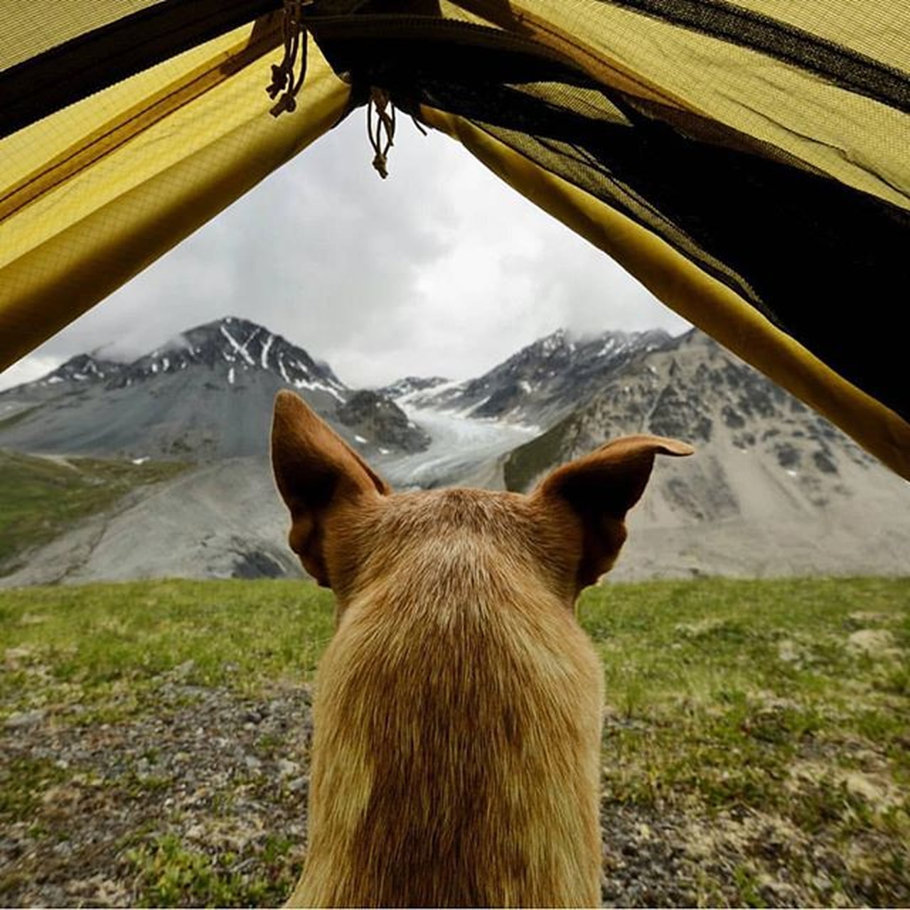 Photos of Dogs Camping | PS Pets