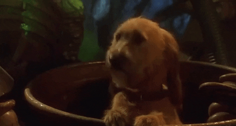 Relatable Dog GIFs | PS Pets